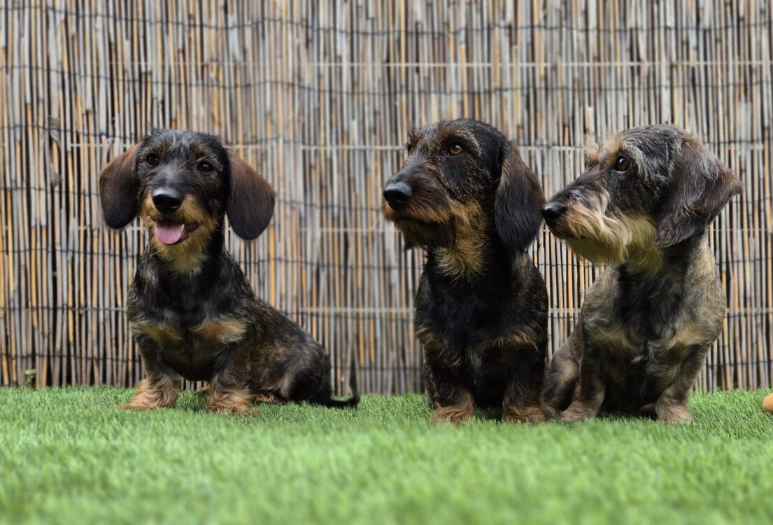 Home - Teckel Kennel van de Kwispelhoeve